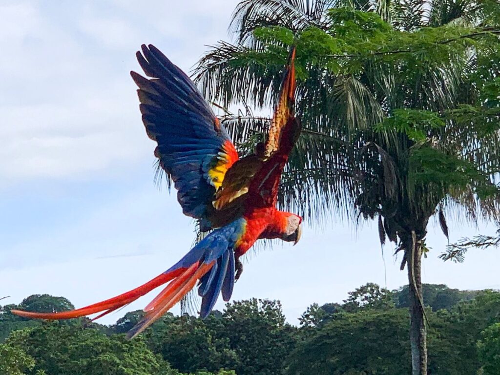 Carara National Park (min 2 pax $79.10 each) *Need 48 hours ...